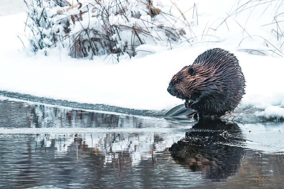 Beaver Profile – Captured RAW