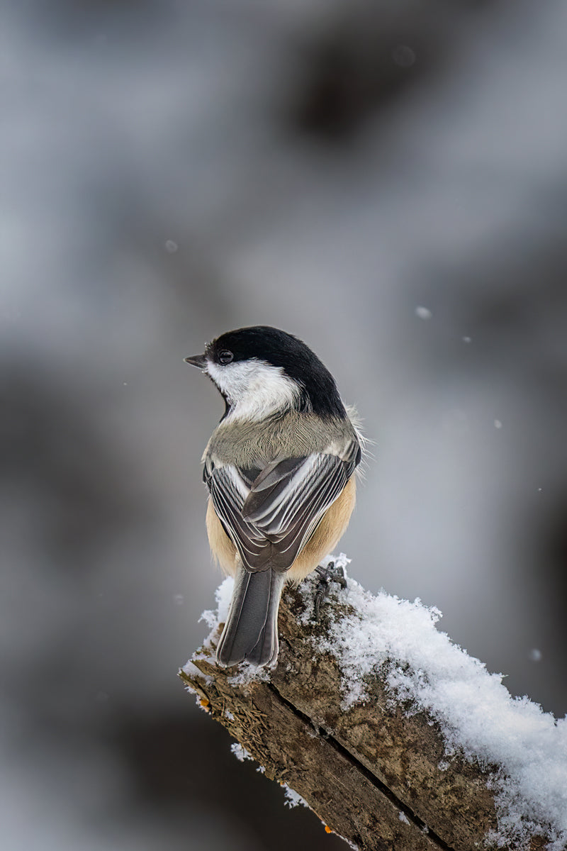 Chickadee Portrait – Captured RAW