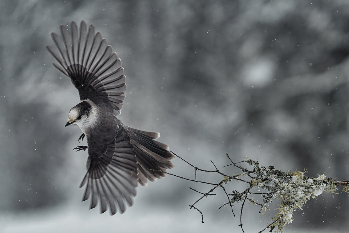 Wings Spread of the Gray Jay – Captured RAW
